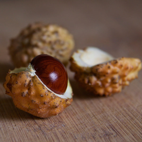 Holy Snail Water - Holy Snails